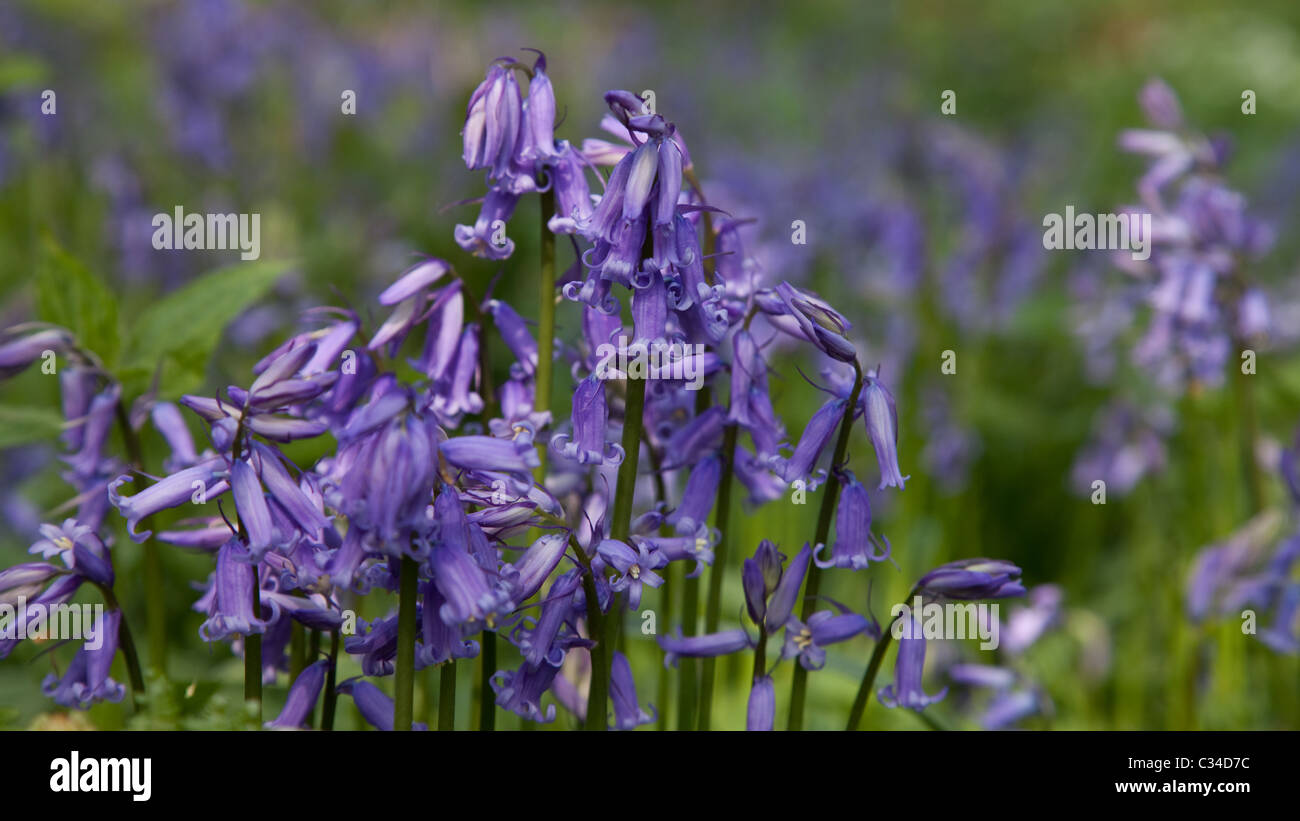 Bluebells in springtime Stock Photo - Alamy