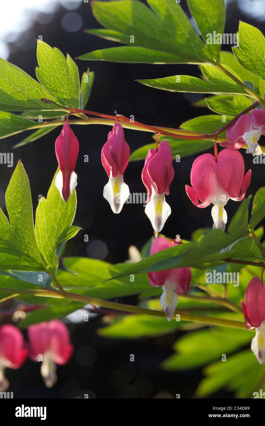 Lyre flowers hi-res stock photography and images - Alamy