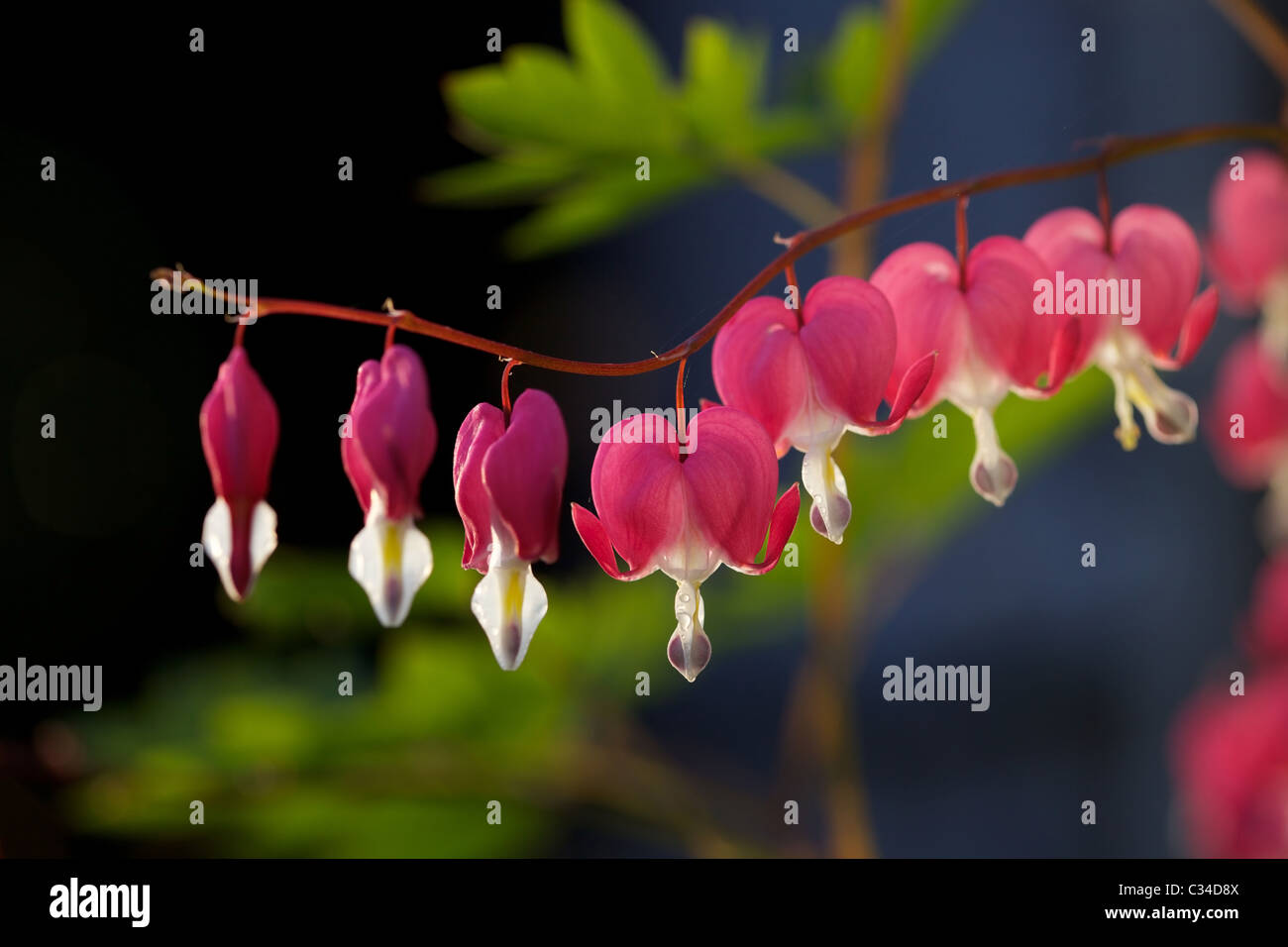 Inner bleeding hi-res stock photography and images - Alamy