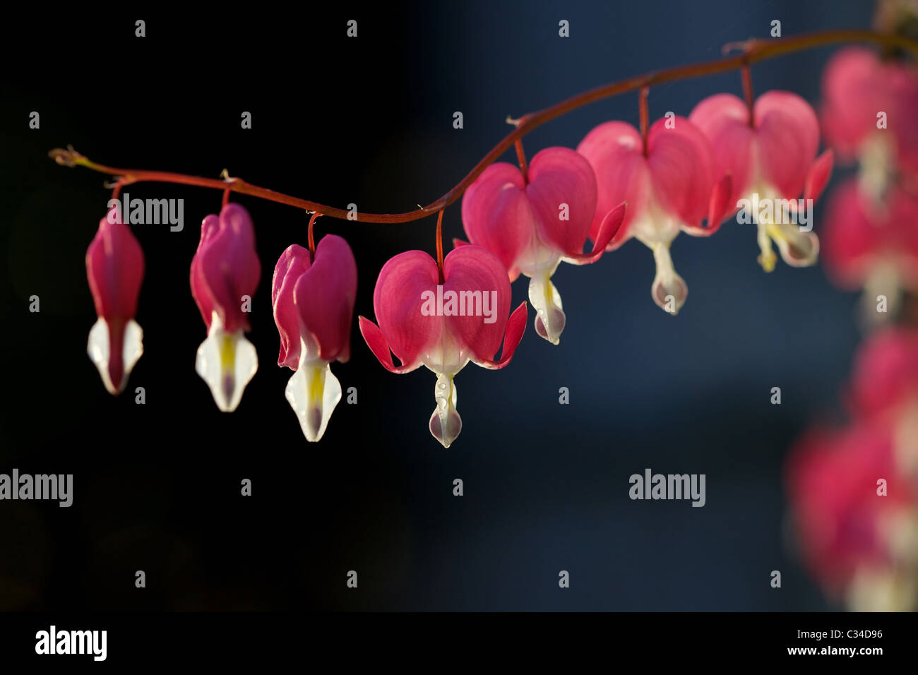 Inner bleeding hi-res stock photography and images - Alamy