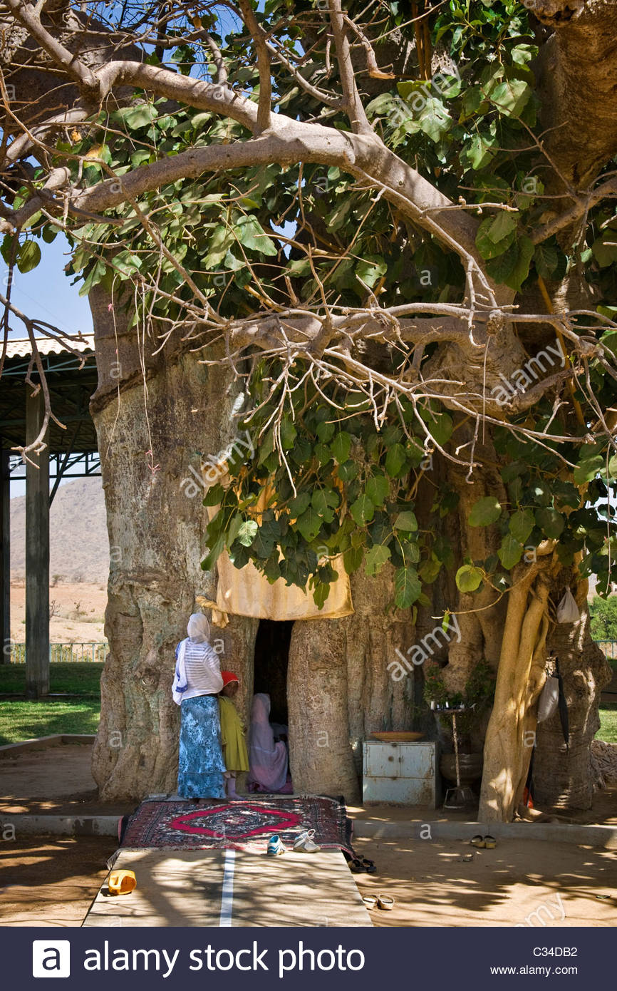 Baobab Tree High Resolution Stock Photography and Images - Alamy