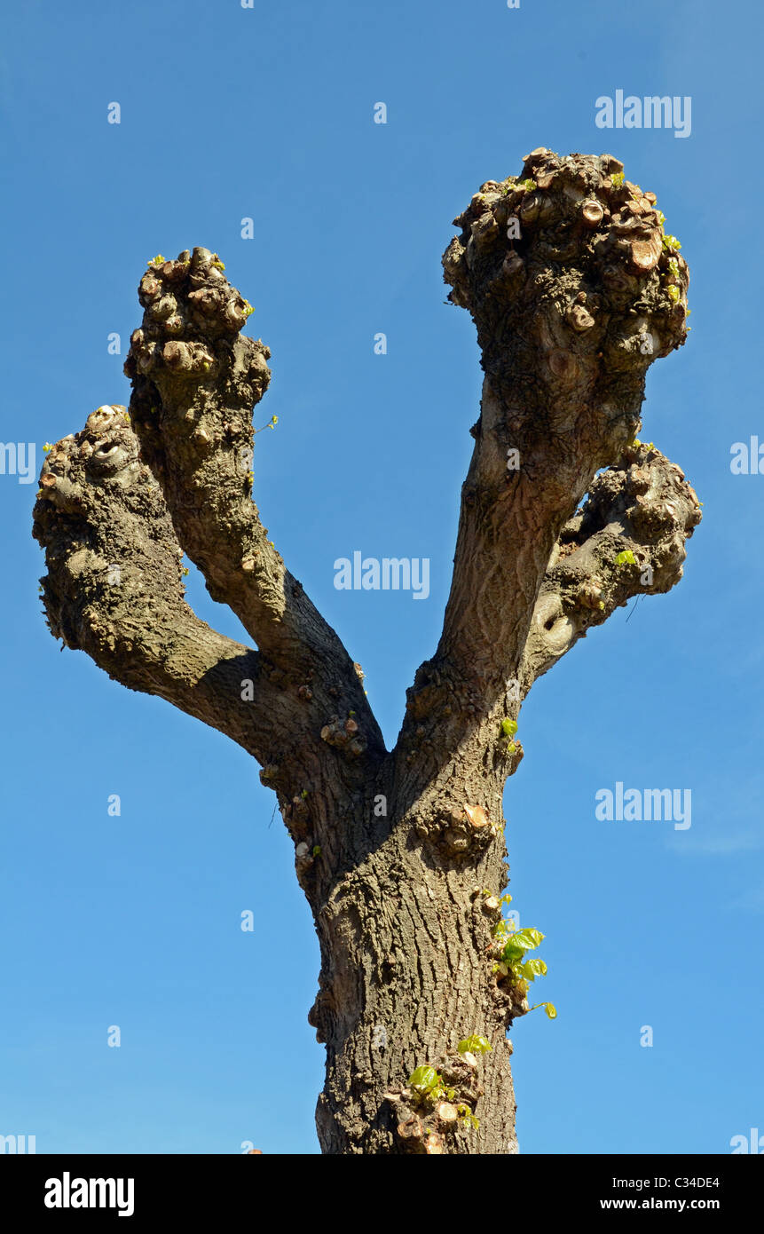 Pollarded lime tree Stock Photo - Alamy