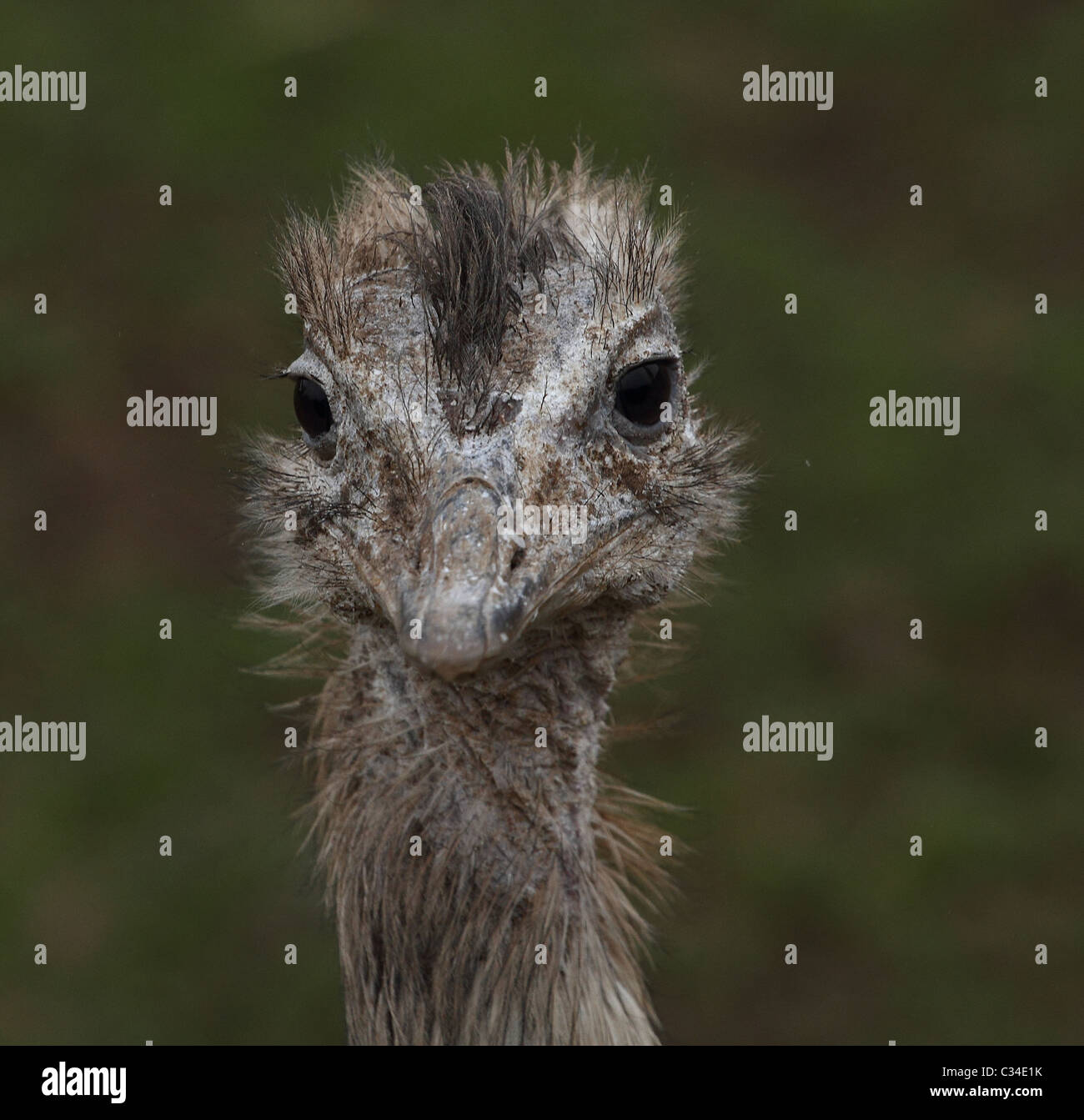 Rhea bird hi-res stock photography and images - Alamy