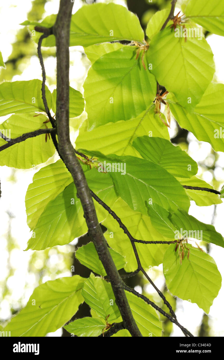Young beech leaves hi-res stock photography and images - Alamy