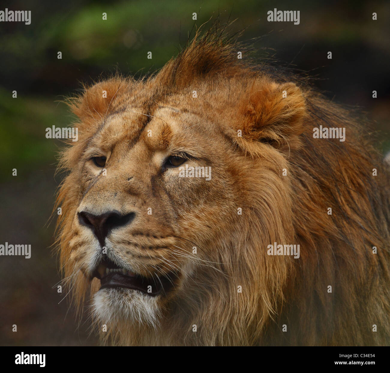Power of the lion hi-res stock photography and images - Alamy