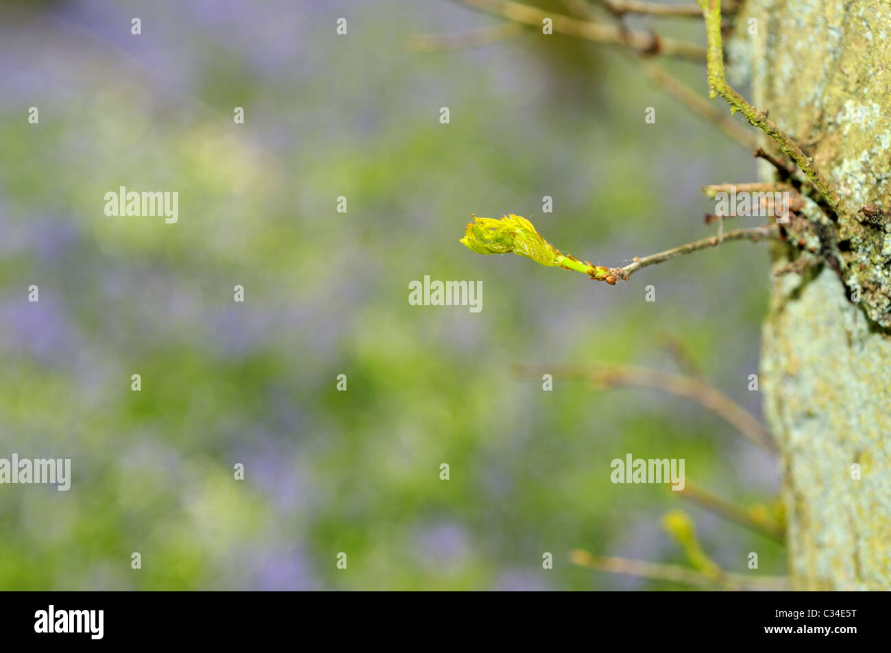 Shoot tip hi-res stock photography and images - Alamy