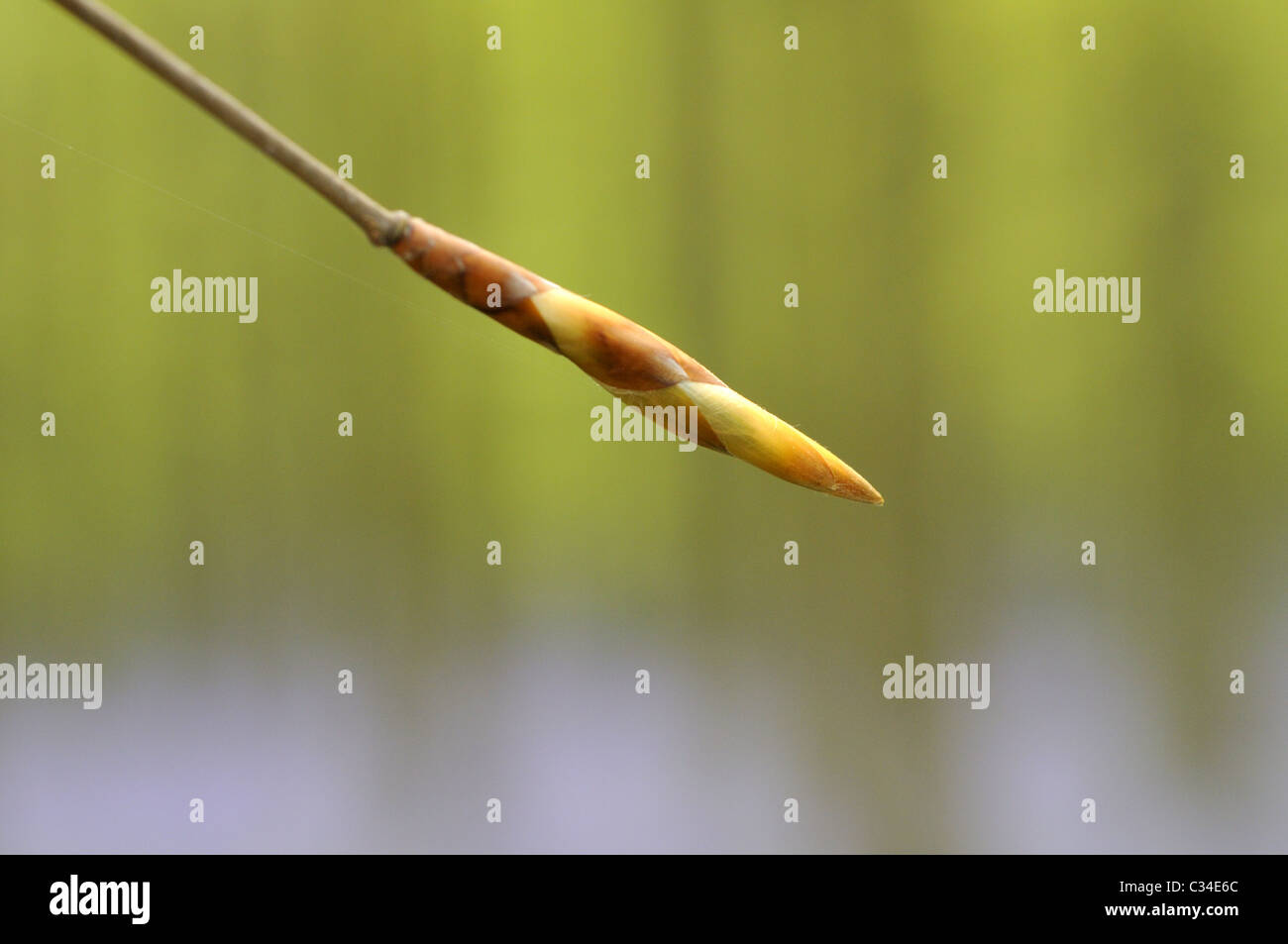 Single green shoot hi-res stock photography and images - Alamy