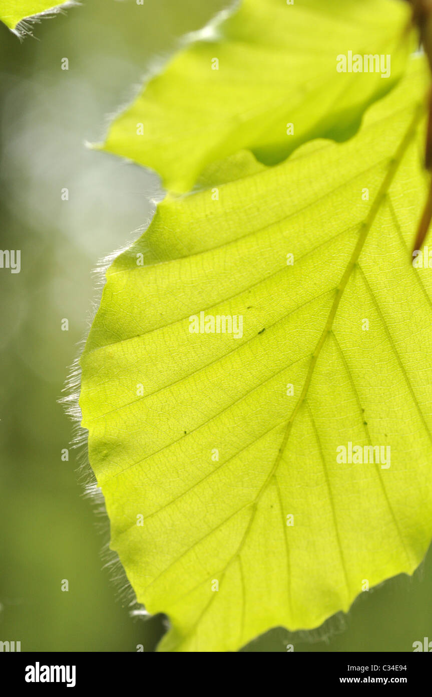 Beech leaf uk hi-res stock photography and images - Alamy