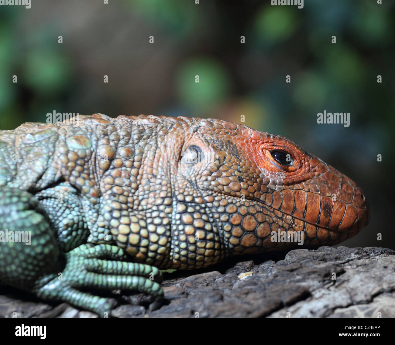 Lizard head showing clear detail of scales and eye detail Stock Photo ...