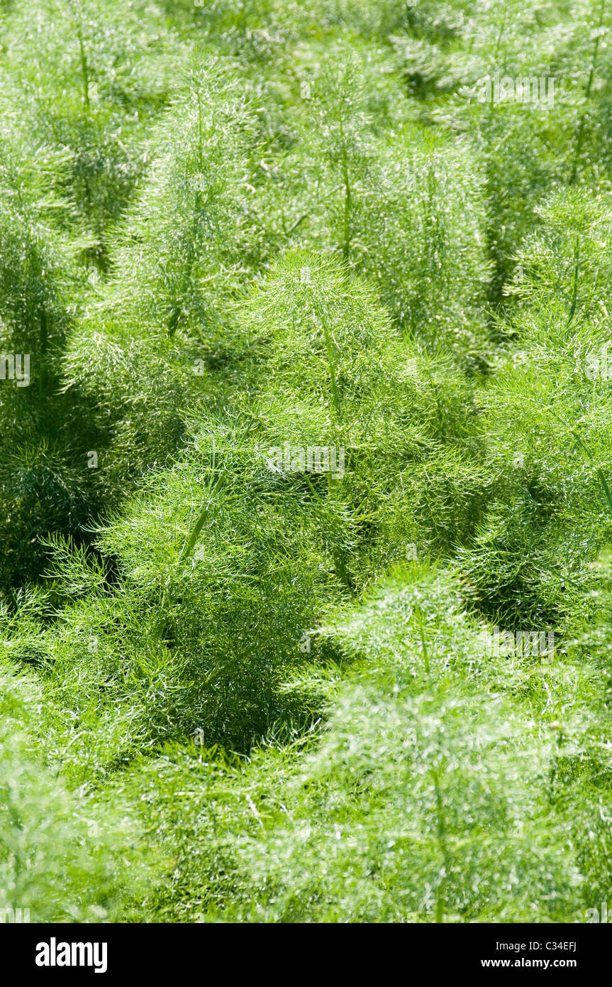 fennel bulb bulbs Foeniculum vulgare field fields growing grower grown ...