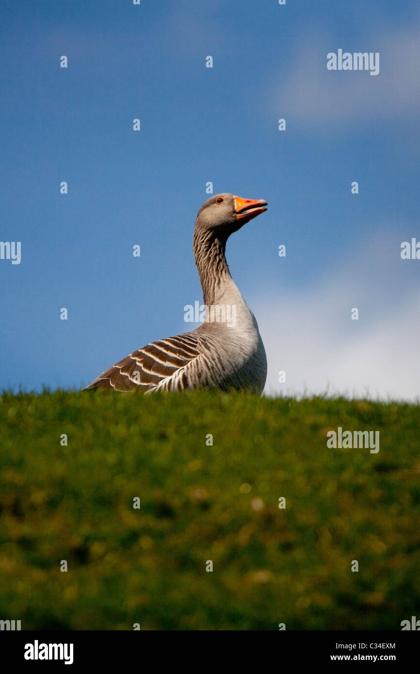 Pictured is a Goose Stock Photo - Alamy