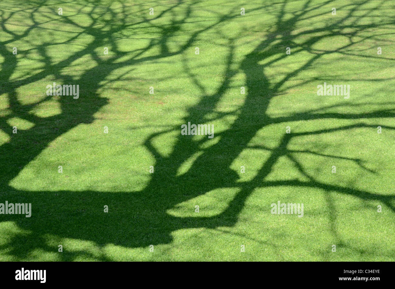 Tree shadow on grass Stock Photo - Alamy