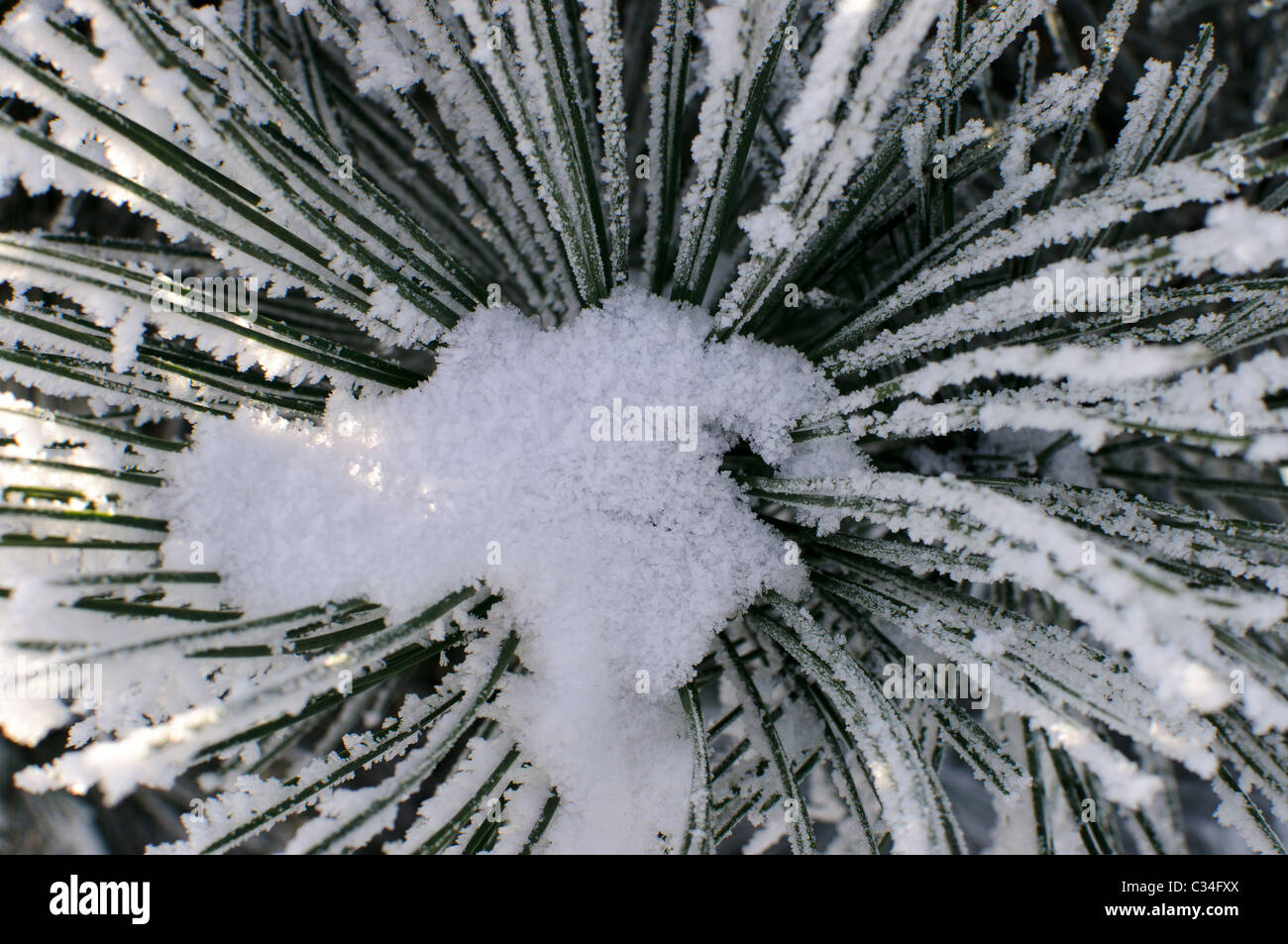 Picture showing a snow on the needles detail Stock Photo - Alamy