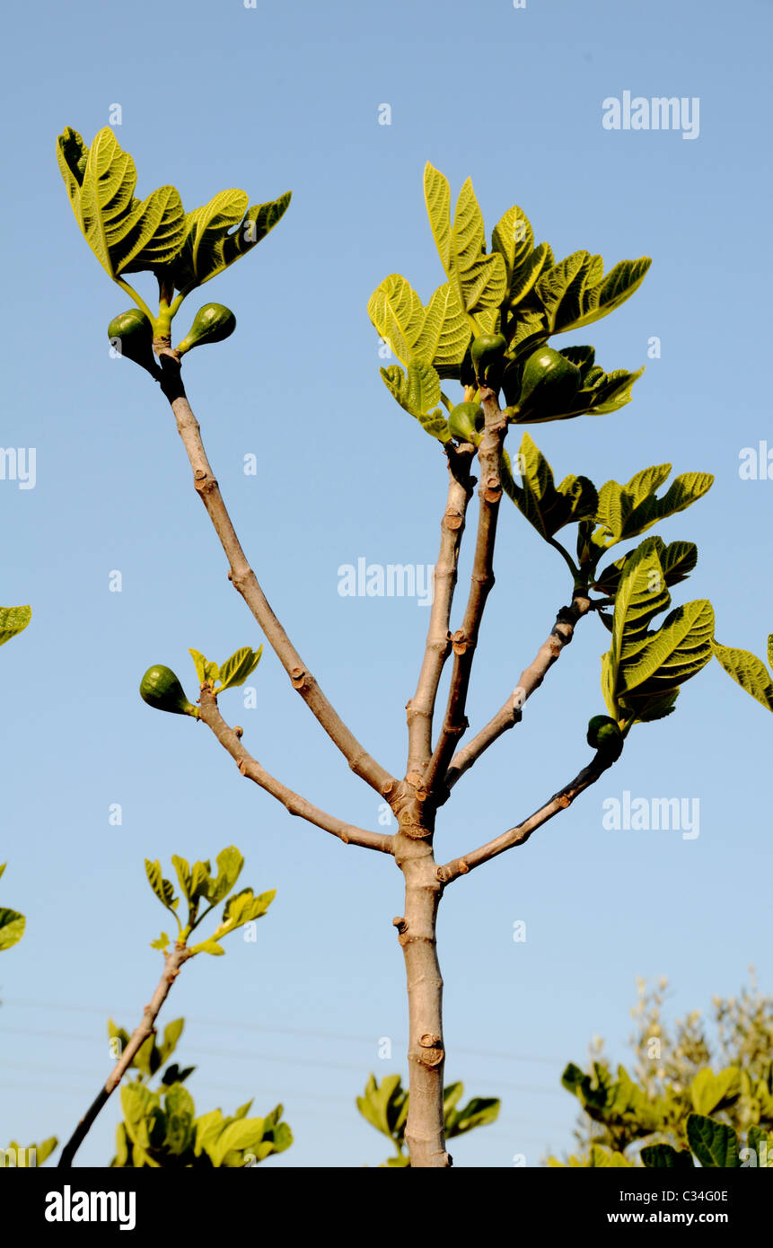Fig tree in Spring Stock Photo - Alamy