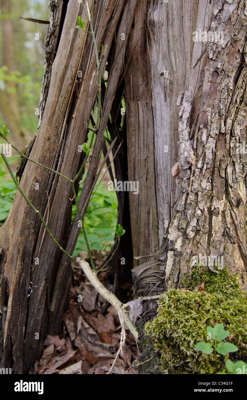 Picture showing a broken tree detail Stock Photo - Alamy