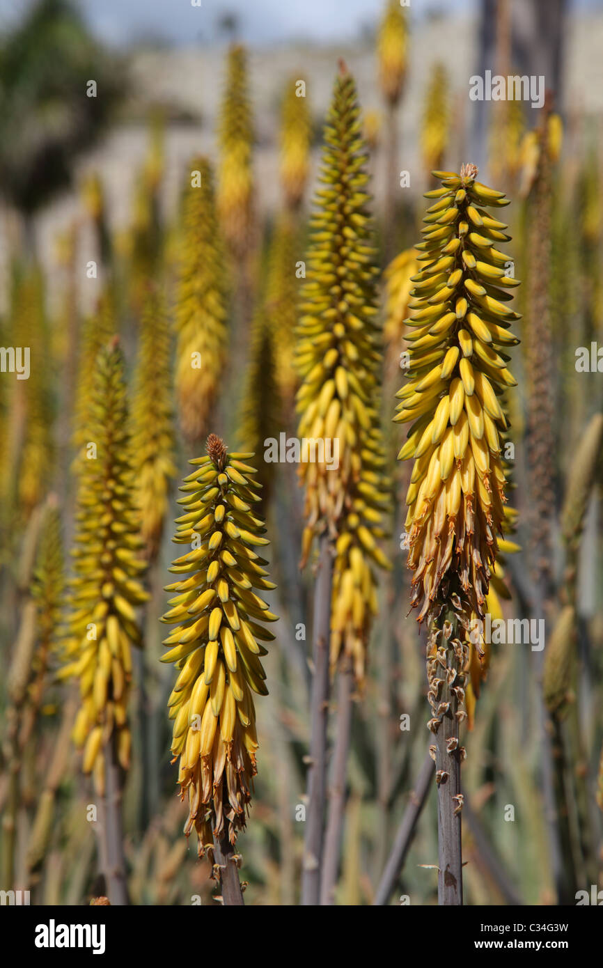 Aloe Vera Bloom Flower Stock Photos & Aloe Vera Bloom Flower Stock ...