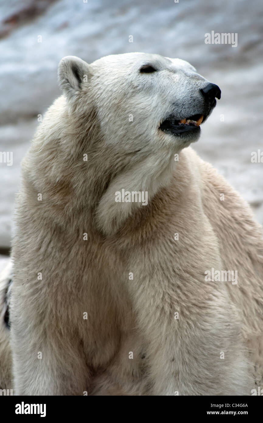 Polar bear sitting on a ground Stock Photo - Alamy