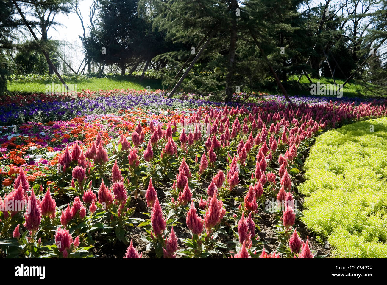 Colorful garden with sea of flowers Stock Photo - Alamy