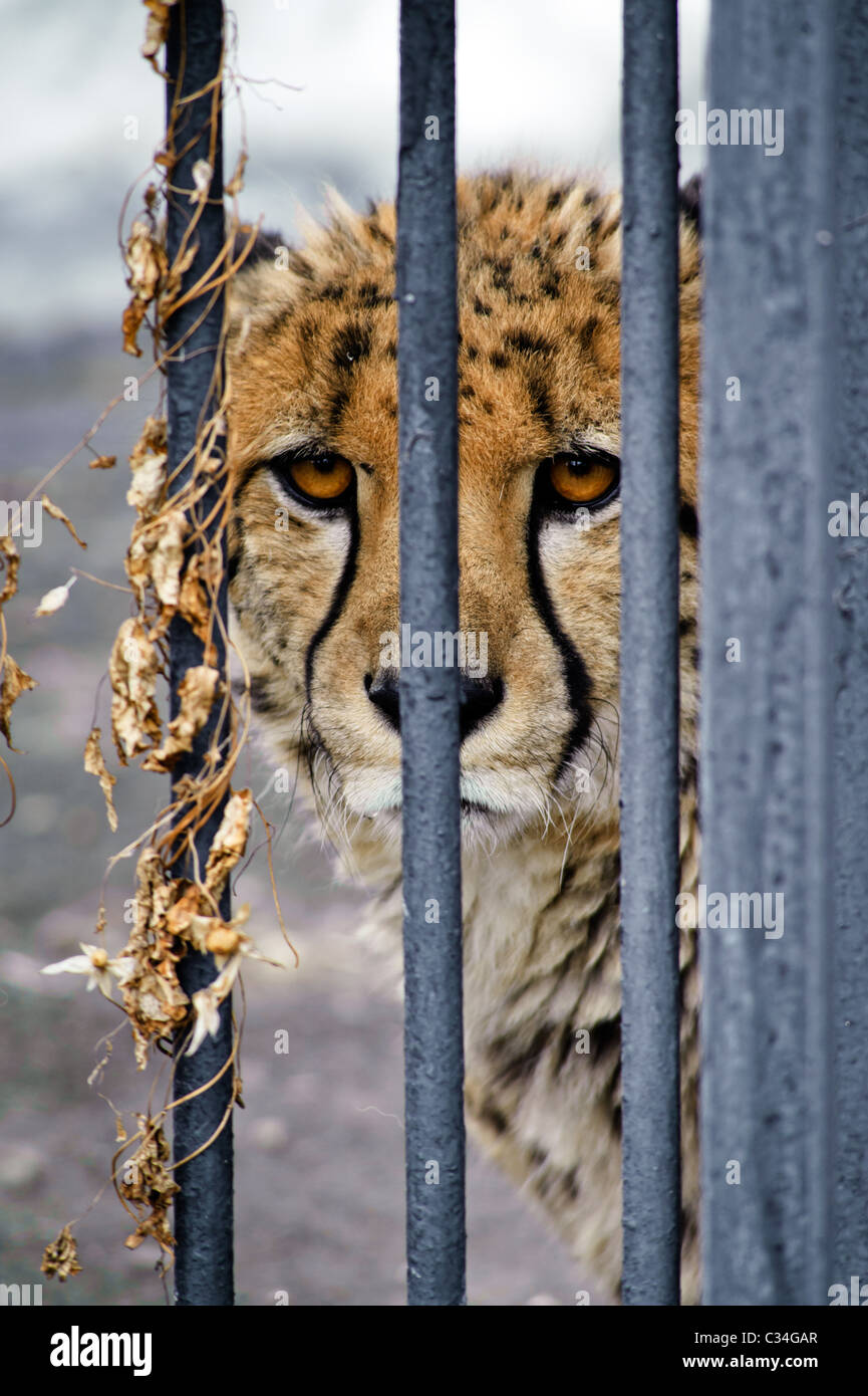 Sad Cheetah High Resolution Stock Photography and Images - Alamy