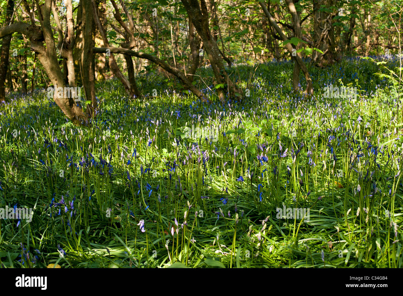 Bluebells in spring meadow between trees in shade Stock Photo - Alamy