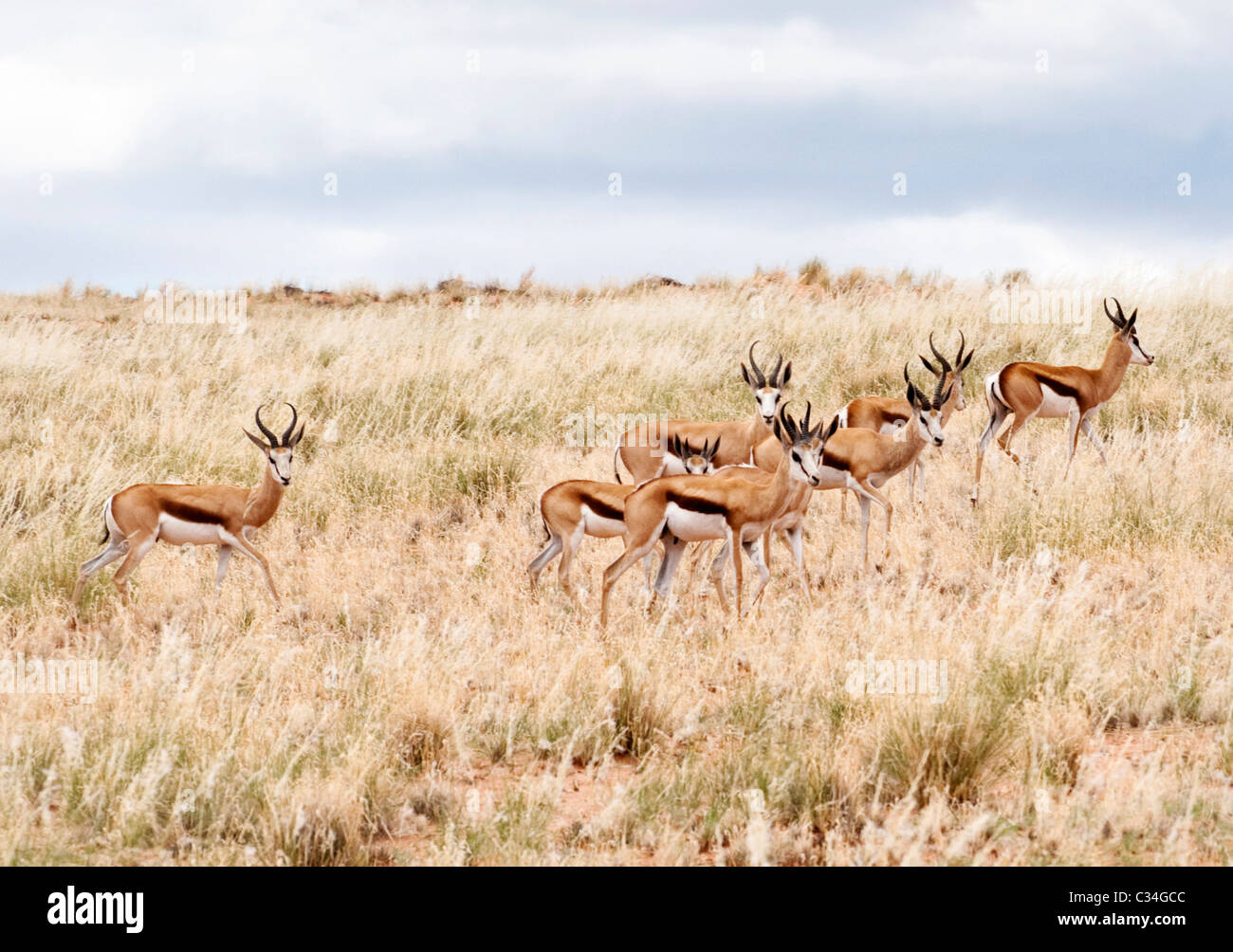 Herd of springbok, Namibia, Africa Stock Photo - Alamy