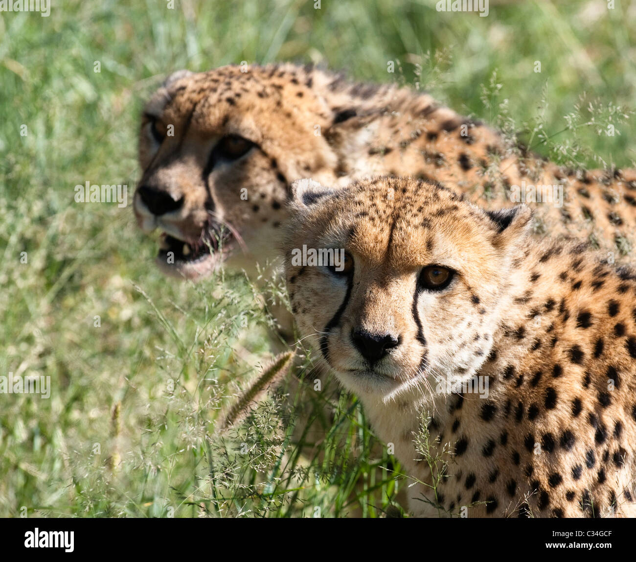 Cheetahs, Namibia, Africa Stock Photo - Alamy