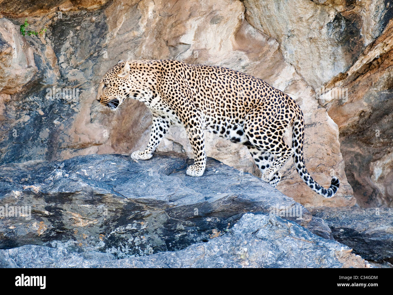 Leopard, Namibia, Africa Stock Photo - Alamy