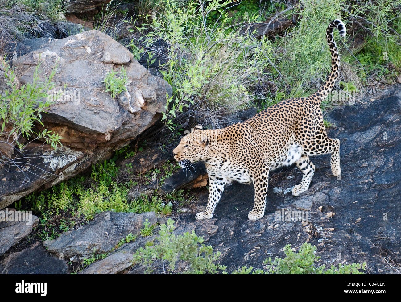 Leopard, Namibia, Africa Stock Photo - Alamy