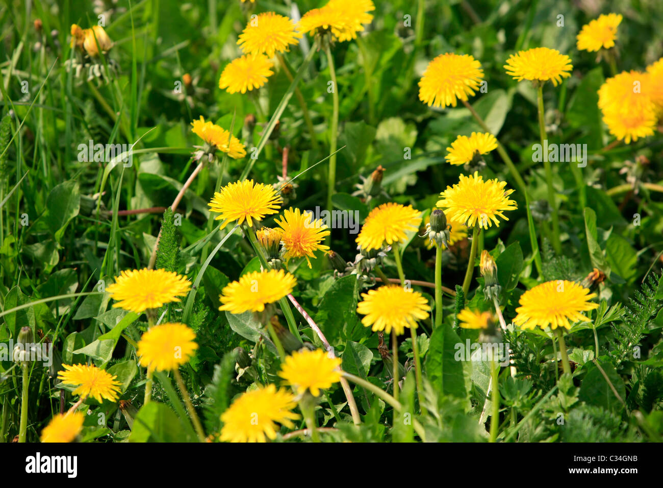A bumper crop of Dandelion weeds Stock Photo - Alamy