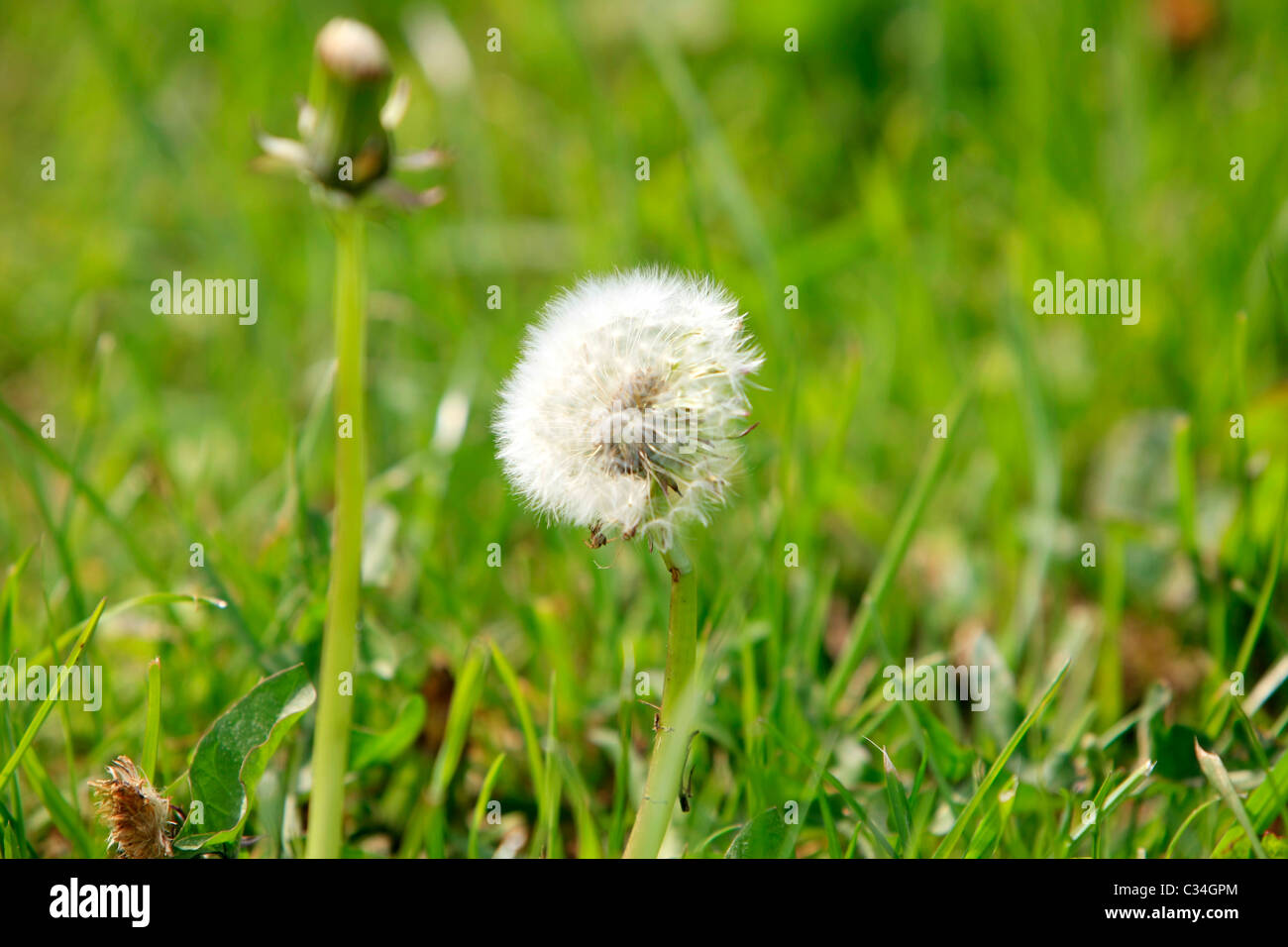 Dandelion seed head ready for the wind to blow away the parachute like ...