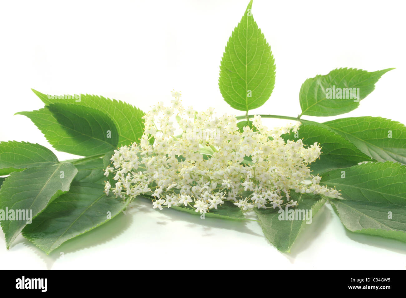 an elder branch with flowers on a white background Stock Photo - Alamy