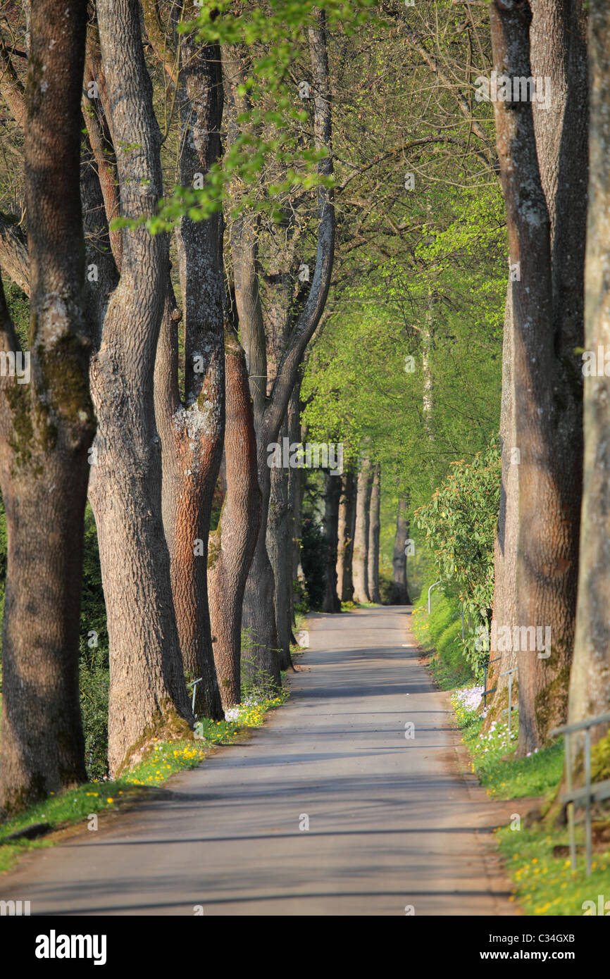 Alley with big trees in a park Stock Photo - Alamy