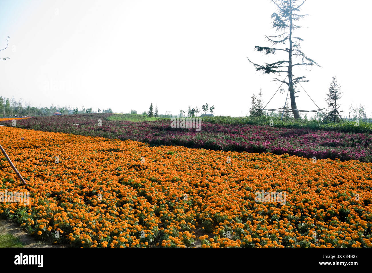 Colorful garden with sea of flowers Stock Photo - Alamy