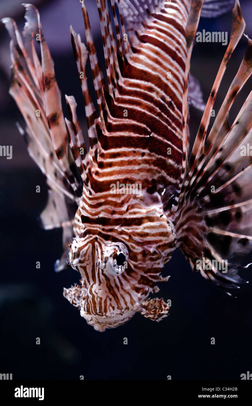 Fire lion fish hi-res stock photography and images - Alamy