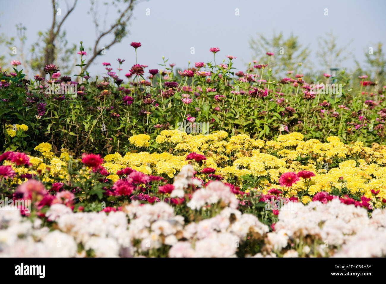 Background of Beautiful blooming flowers Stock Photo - Alamy