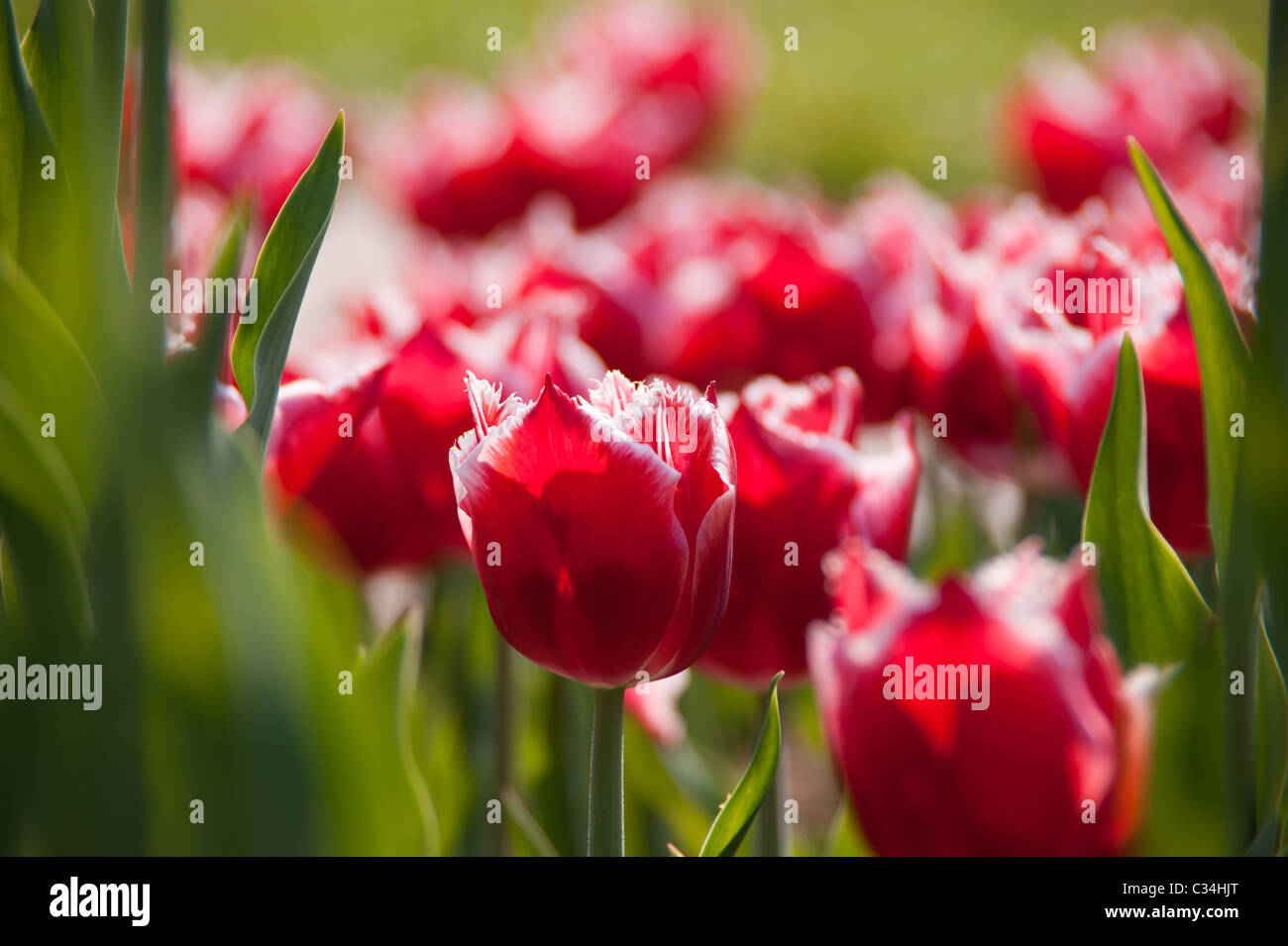 red tulip flower in bloom Stock Photo - Alamy