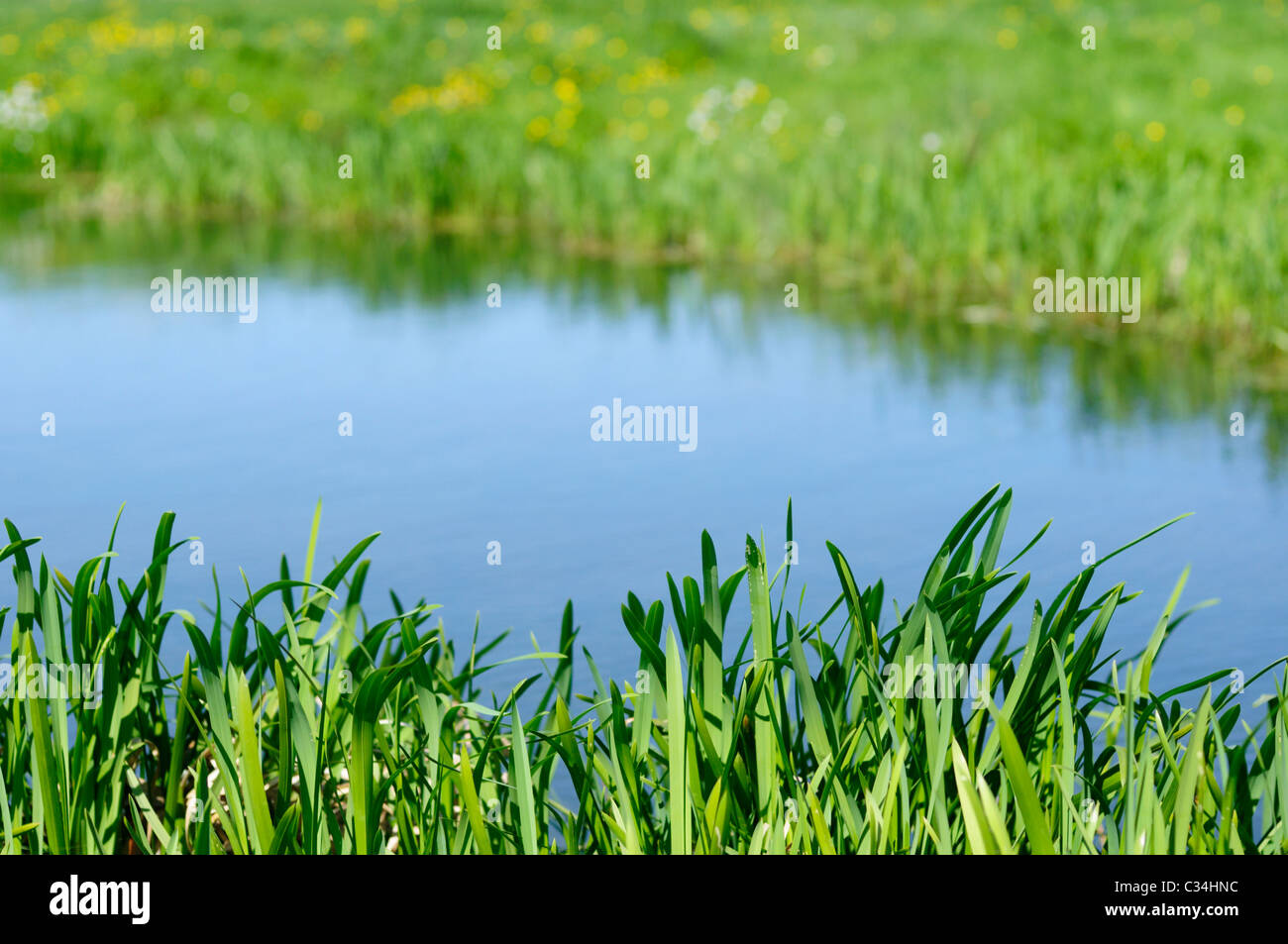 Water reeds growing on the bank of a river Stock Photo - Alamy