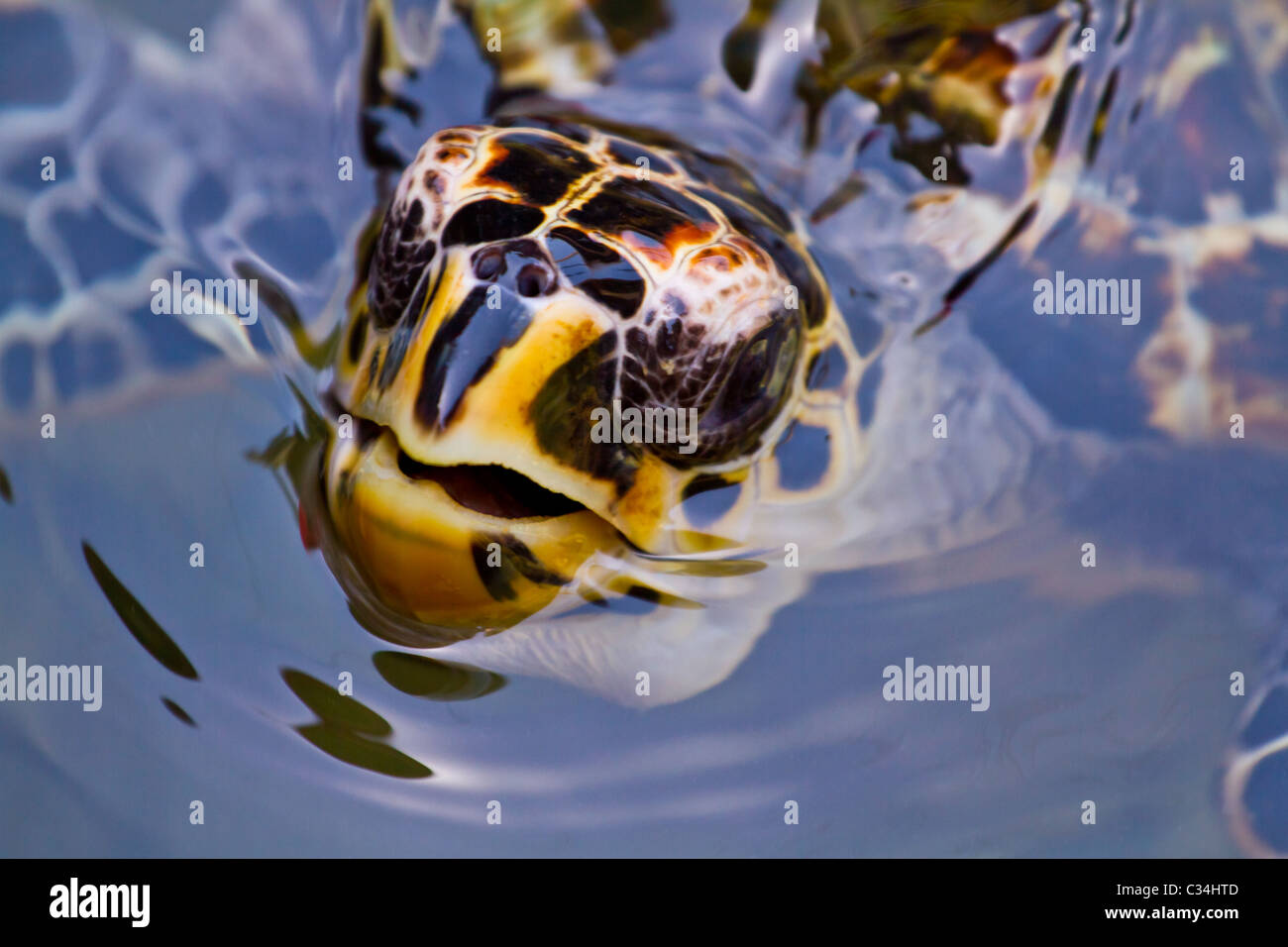 A close up of a hawksbill turtle as it surfaces to breath in Honduras ...