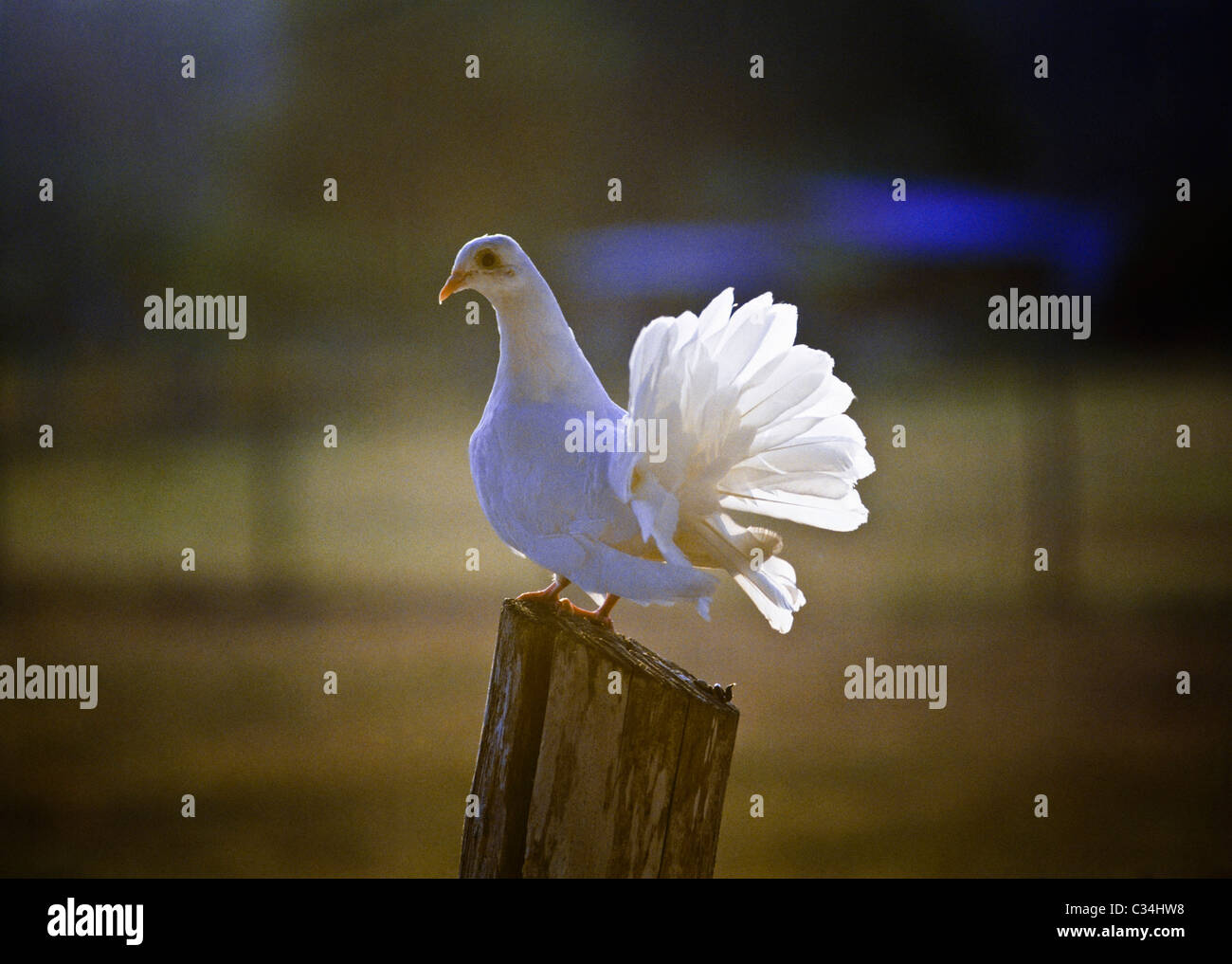 One dove on white hi-res stock photography and images - Alamy