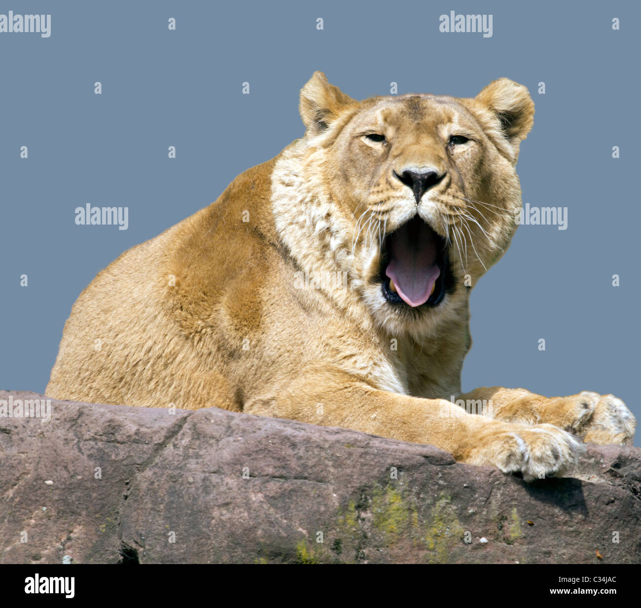 Lion wild isolated hi-res stock photography and images - Alamy