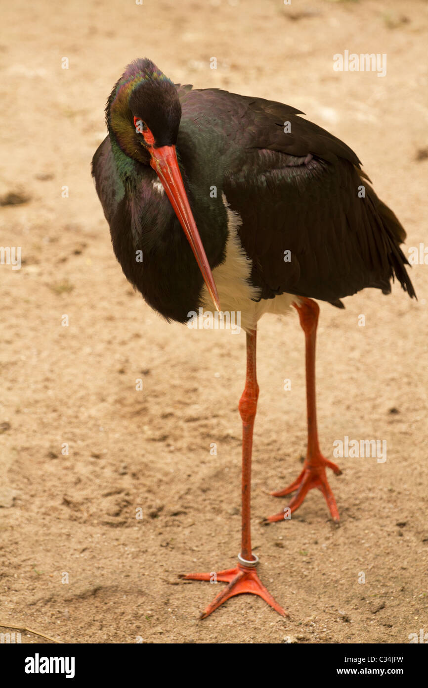 Bird at the Lakes Edge Stock Photo - Alamy