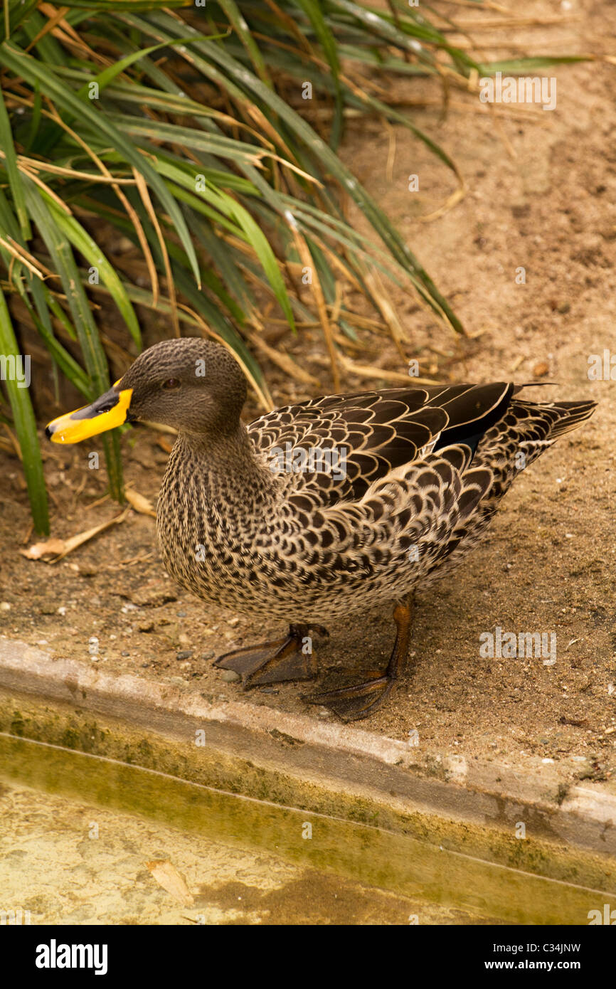 Ducks and Ducklings in a Lake in Summer Stock Photo - Alamy