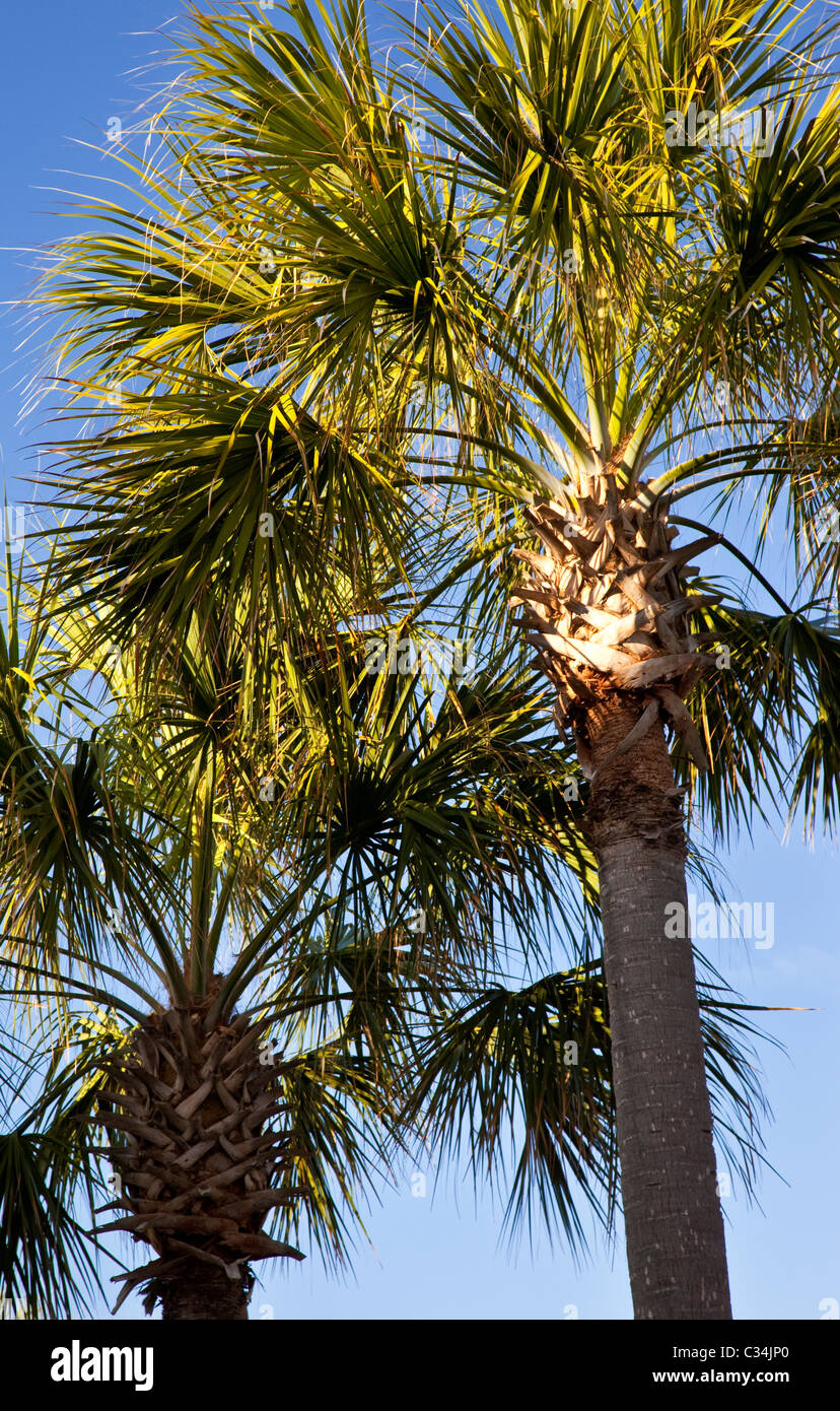 Palm tree trees hi-res stock photography and images - Alamy