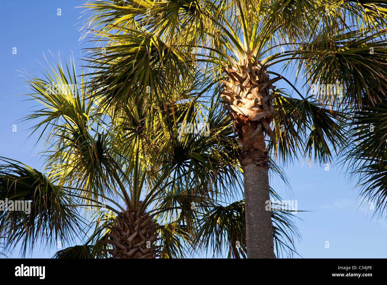 Florida beach palm trees hi-res stock photography and images - Alamy
