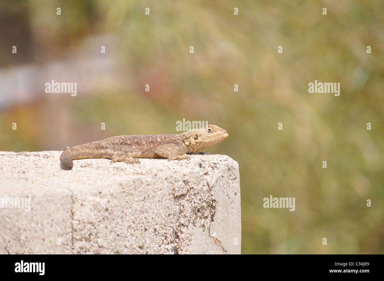Lezard hi-res stock photography and images - Alamy