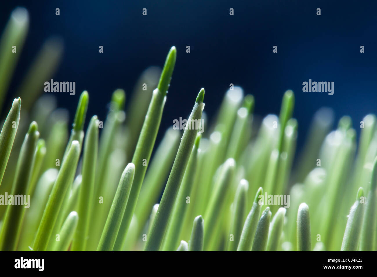 sprouted wheat close up Stock Photo - Alamy
