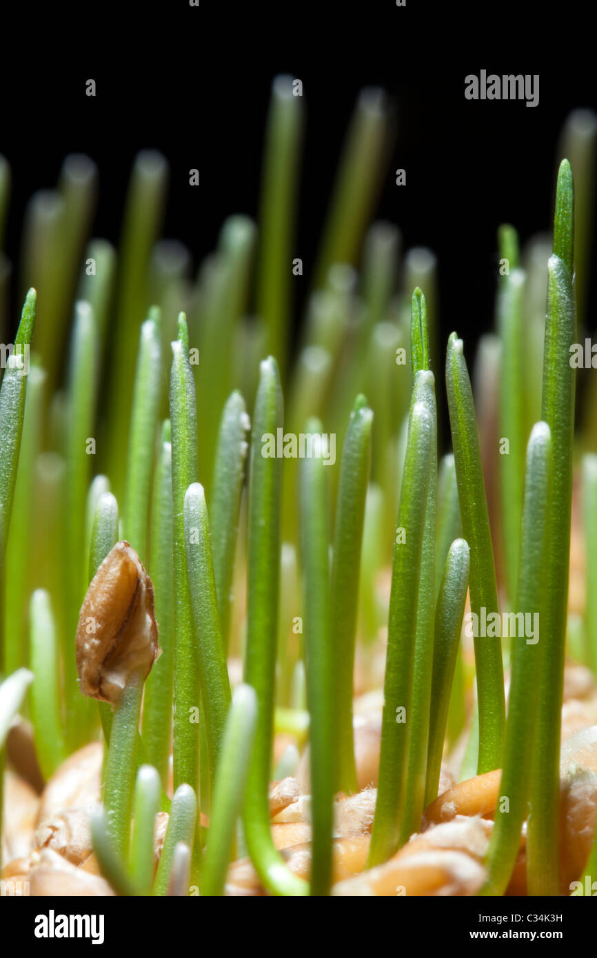 sprouted wheat close up Stock Photo - Alamy