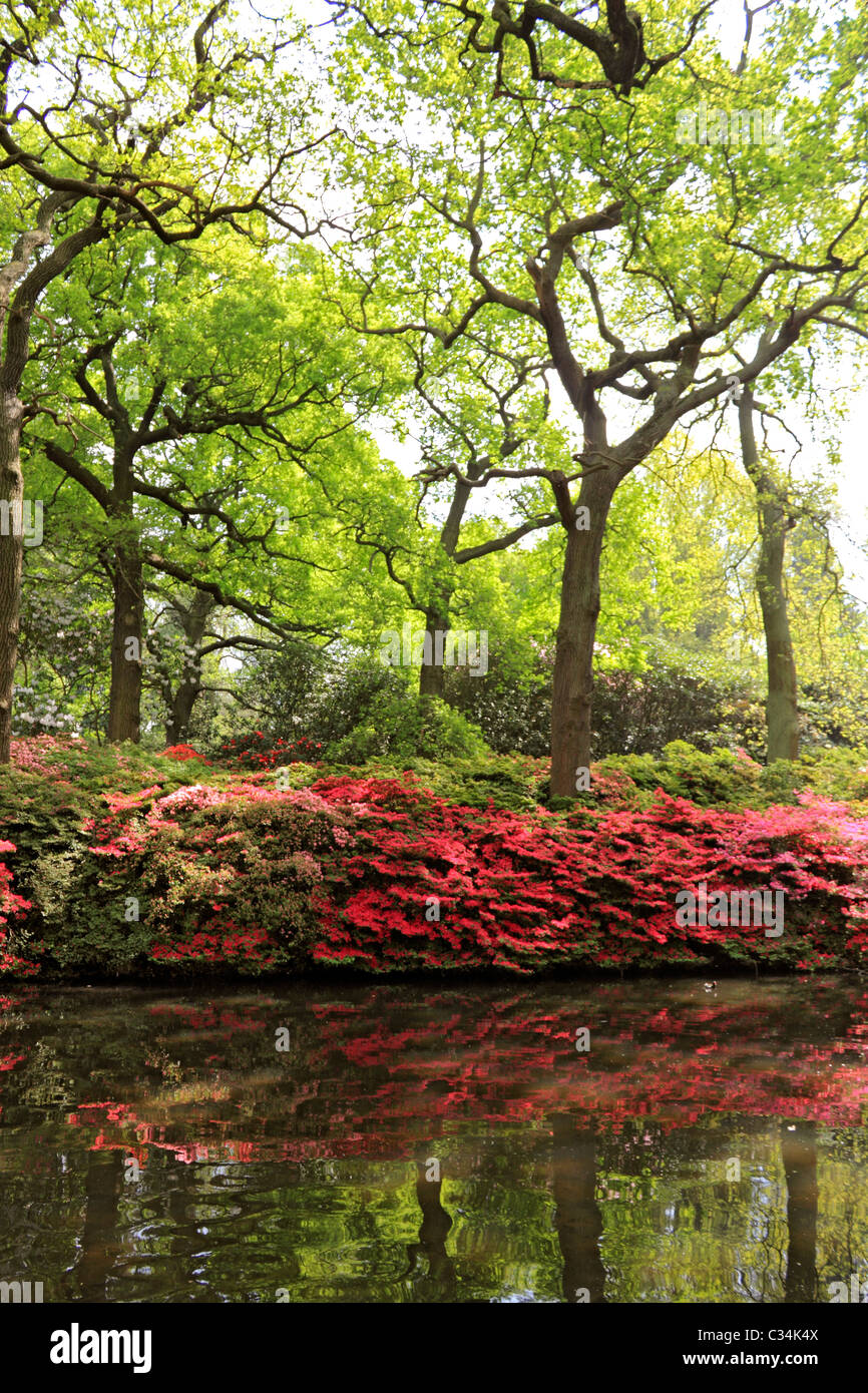 Richmond park azaleas pond hi-res stock photography and images - Alamy