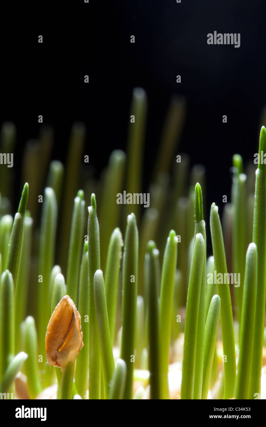 sprouted wheat close up Stock Photo - Alamy