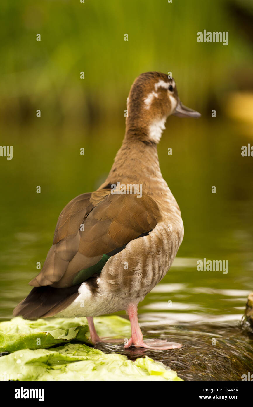 Ducks and Ducklings in a Lake in Summer Stock Photo - Alamy
